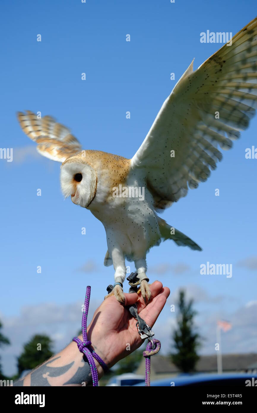 Owl open wings hi-res stock photography and images - Alamy