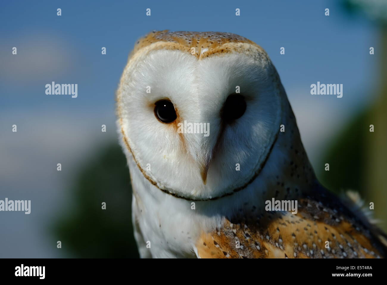 Heart face owl hi-res stock photography and images - Alamy