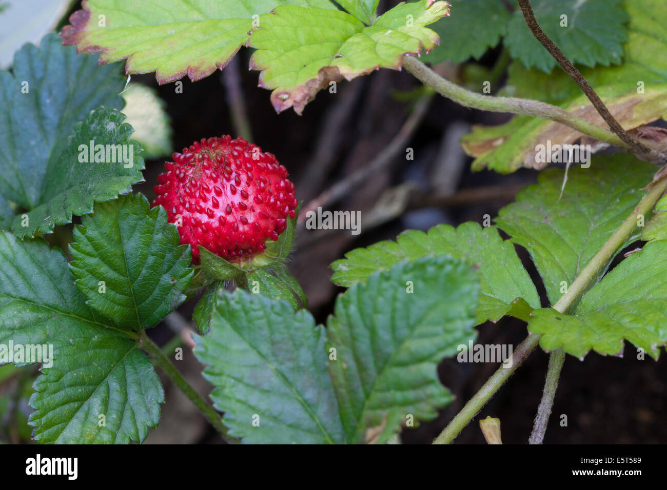 Ripe strawberries forest hi-res stock photography and images - Alamy