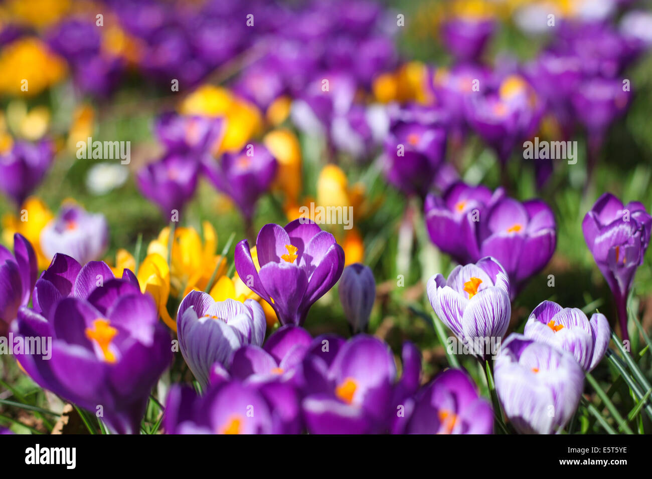 Crocus spring flower in hi-res stock photography and images - Alamy