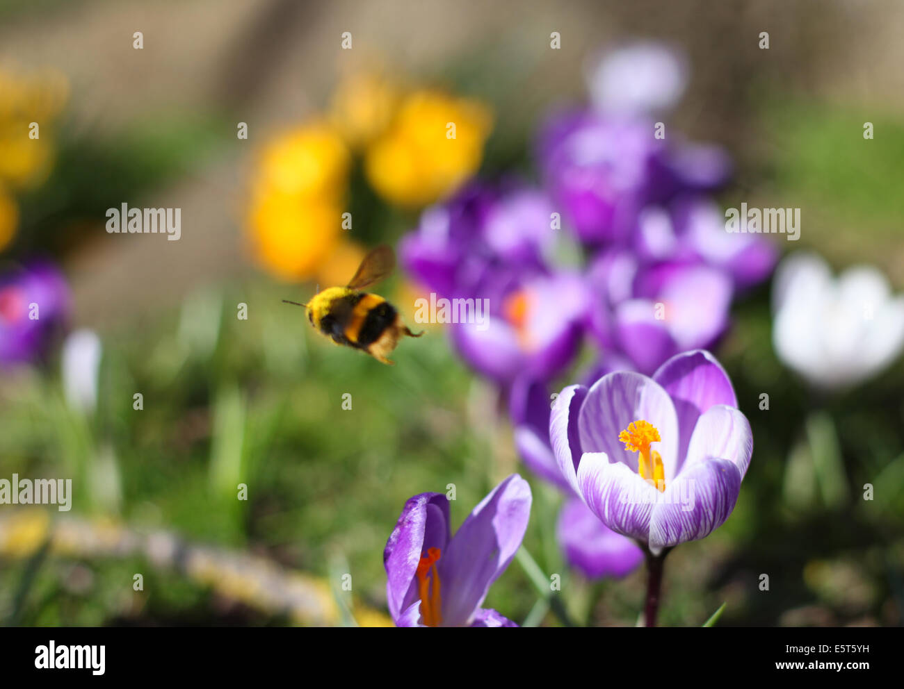 A bee flying from Crocus flowers blooming in Spring Stock Photo - Alamy