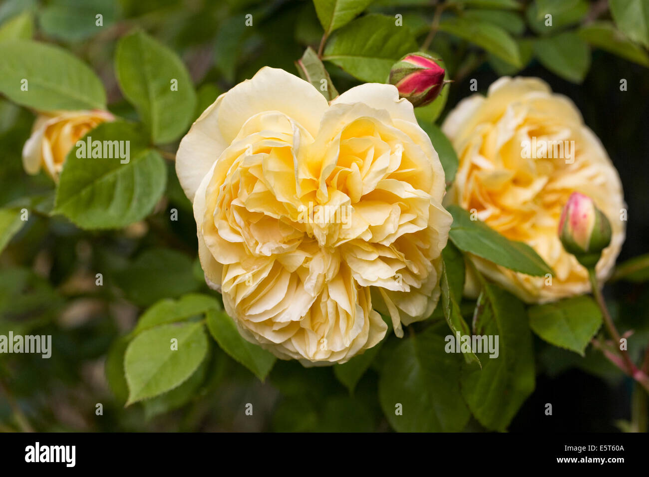 Yellow Climbing Rose High Resolution Stock Photography and Images - Alamy
