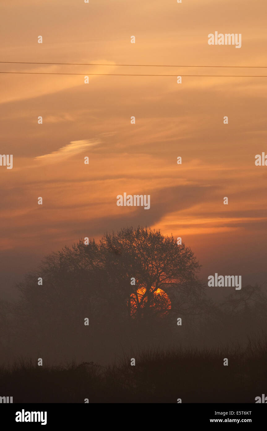 Sunrising behind tree Stock Photo - Alamy