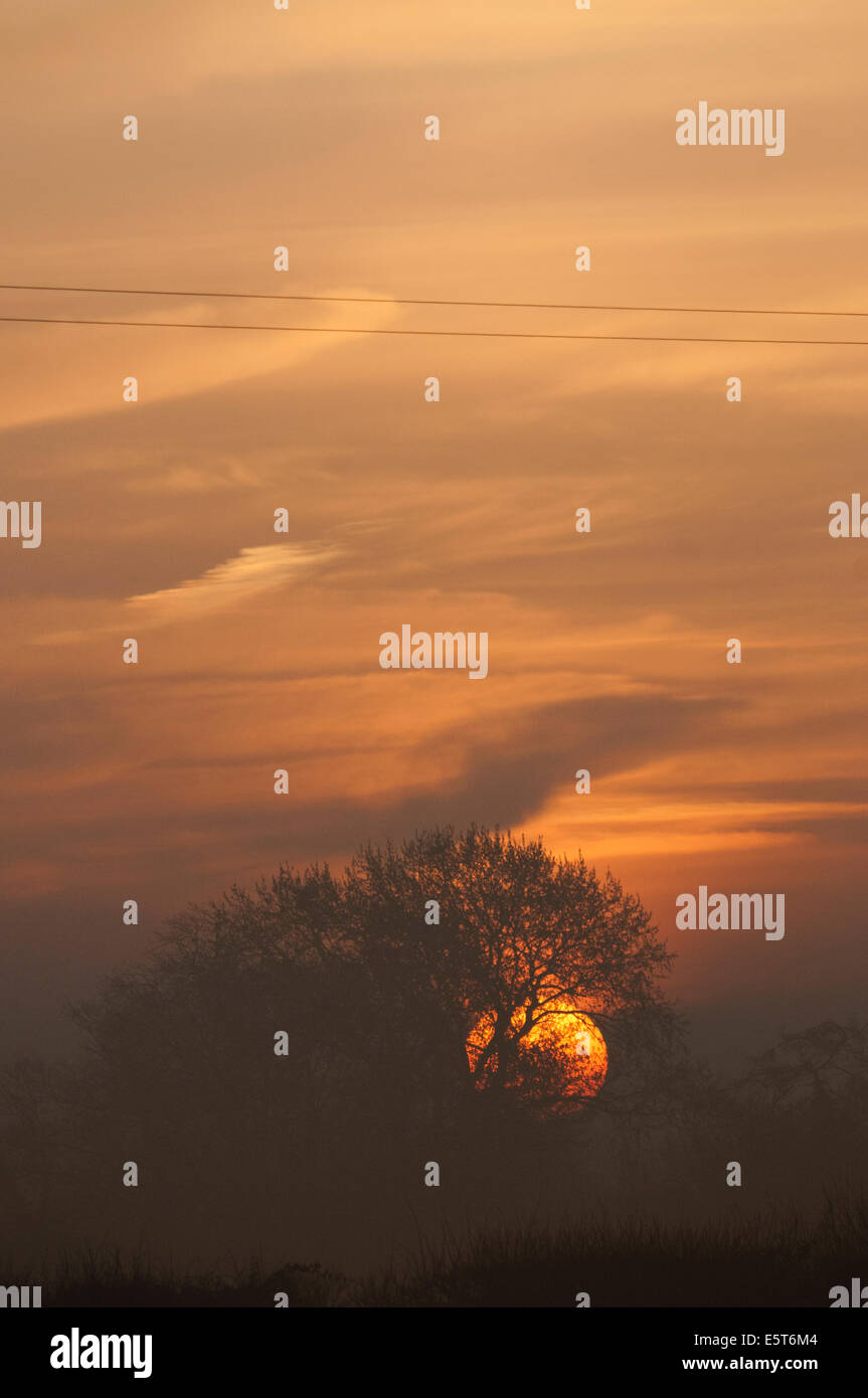 Sunrising behind tree Stock Photo - Alamy