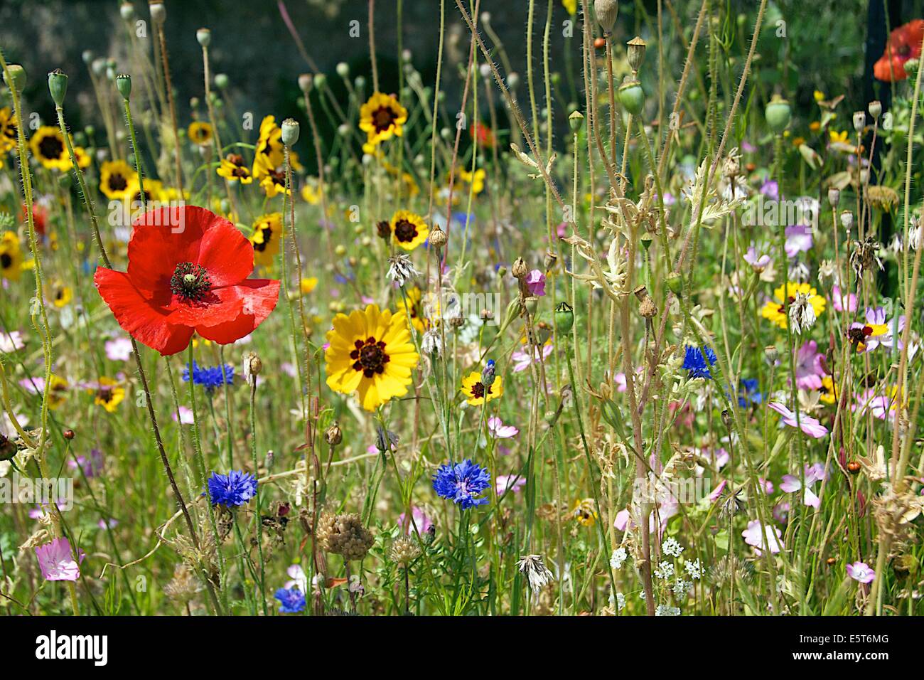 English wild flowers in the summer time in Connaught Gardens in ...