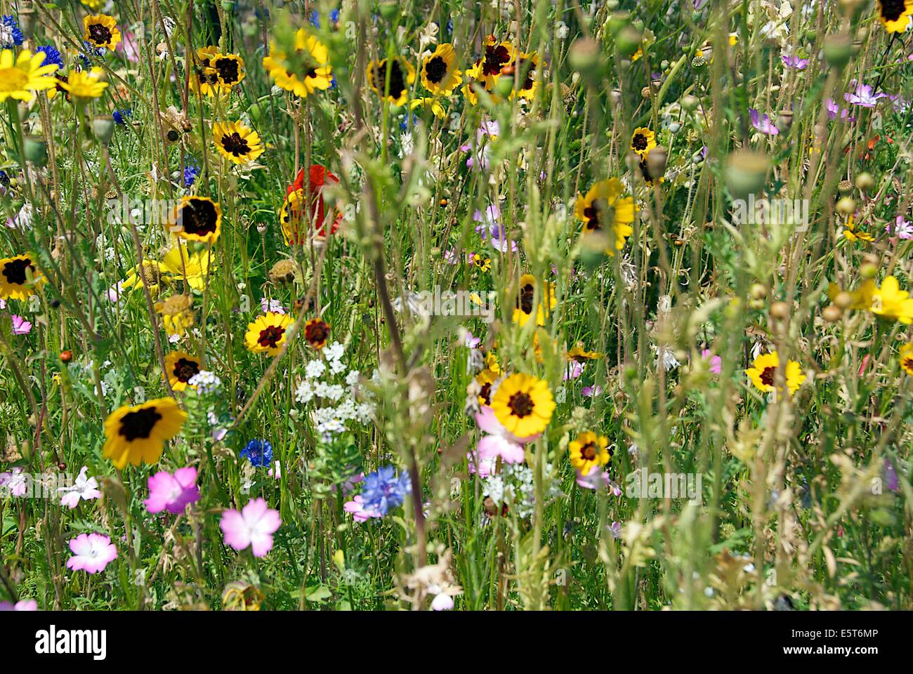English wild flowers in the summer time in Connaught Gardens in ...