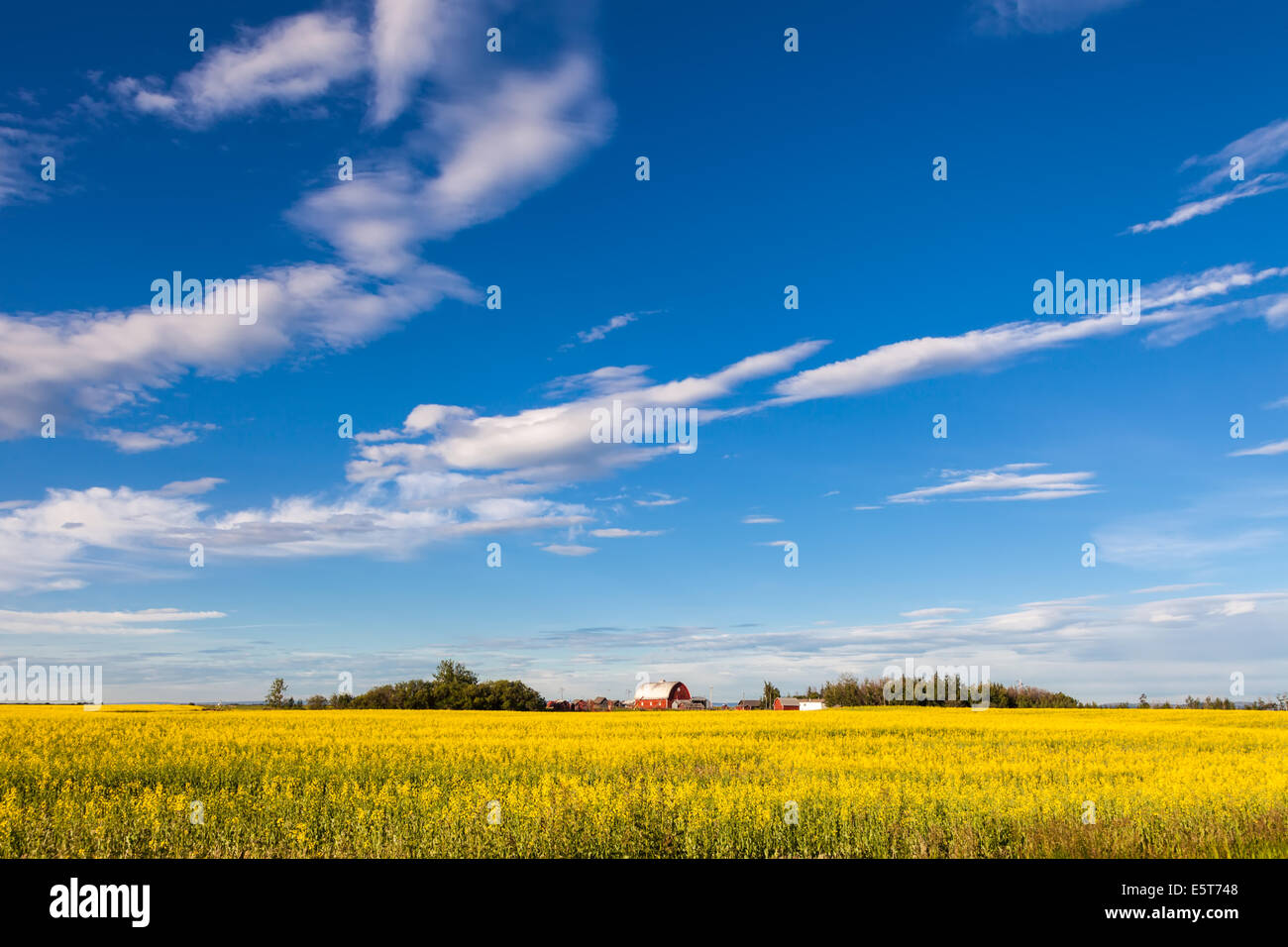 Rycroft, Alberta, Canada with blue sky and yellow, ripening canola or ...
