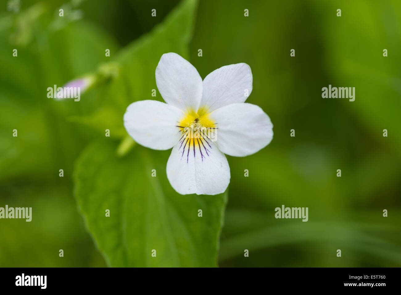 A single western Canadian violet (Viola canadensis) blossom growing in ...