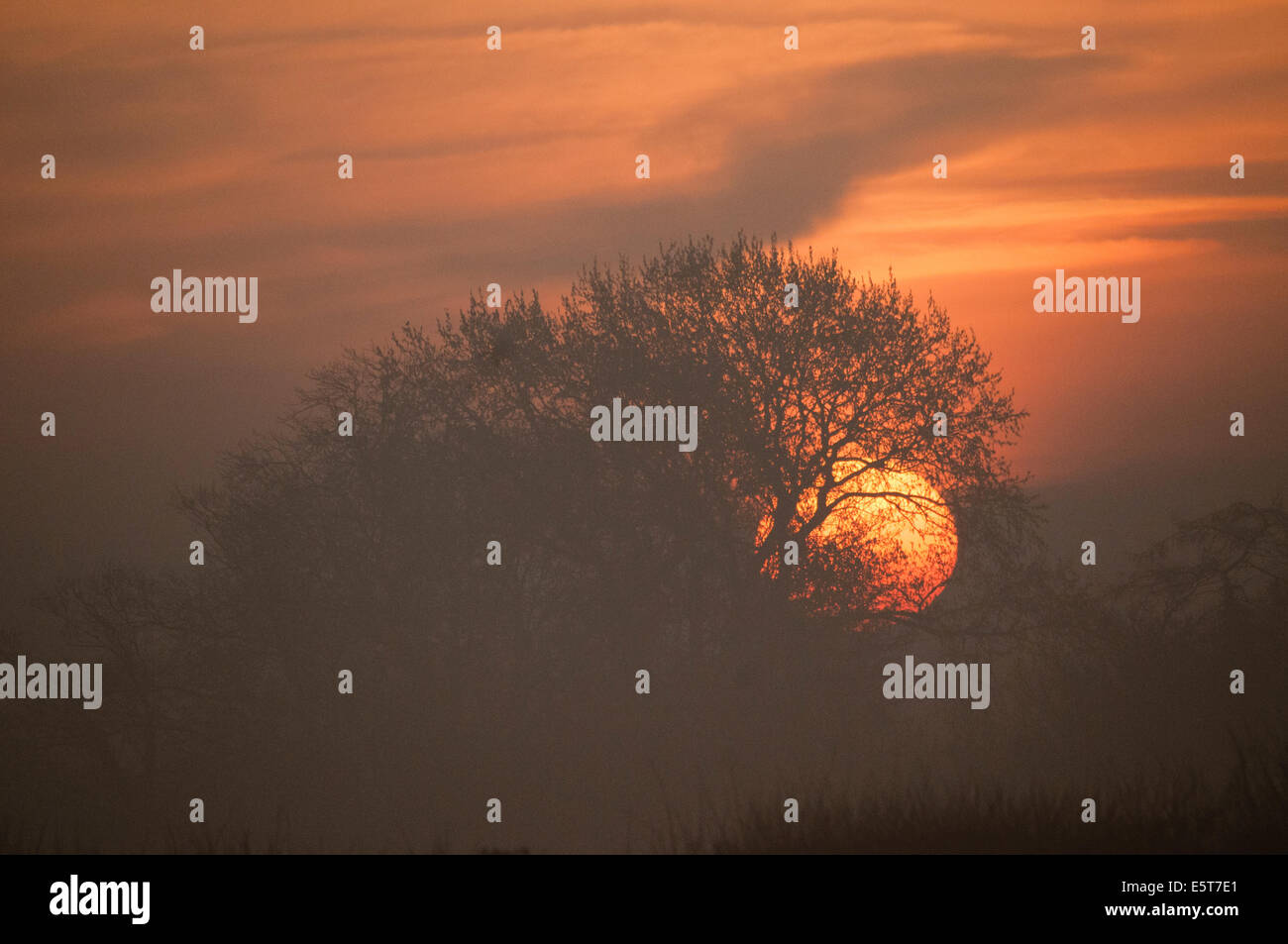 Sunrising behind tree Stock Photo - Alamy