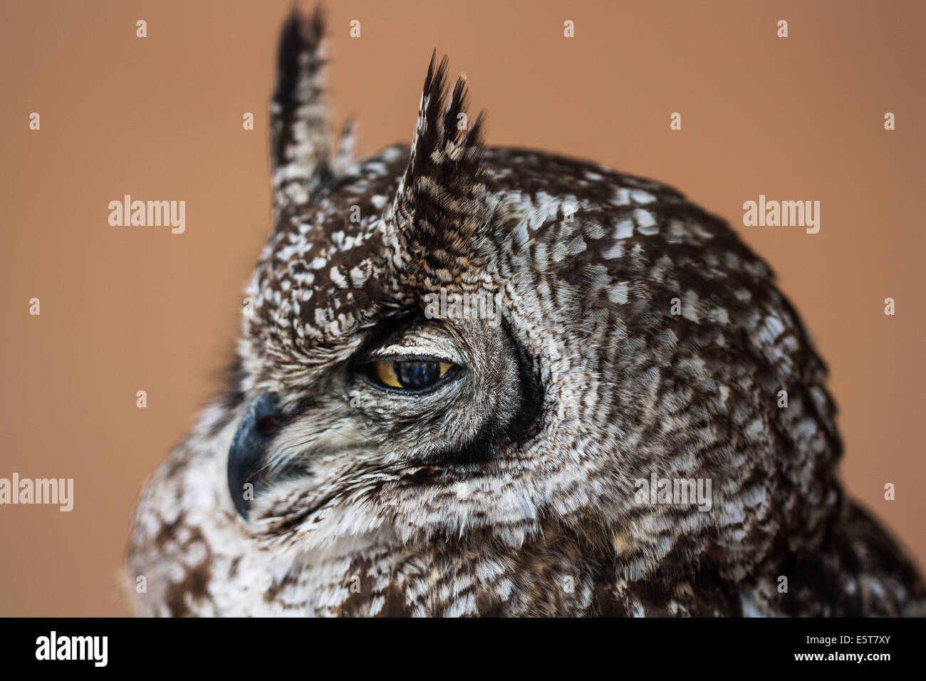 The eye of the owl Stock Photo - Alamy