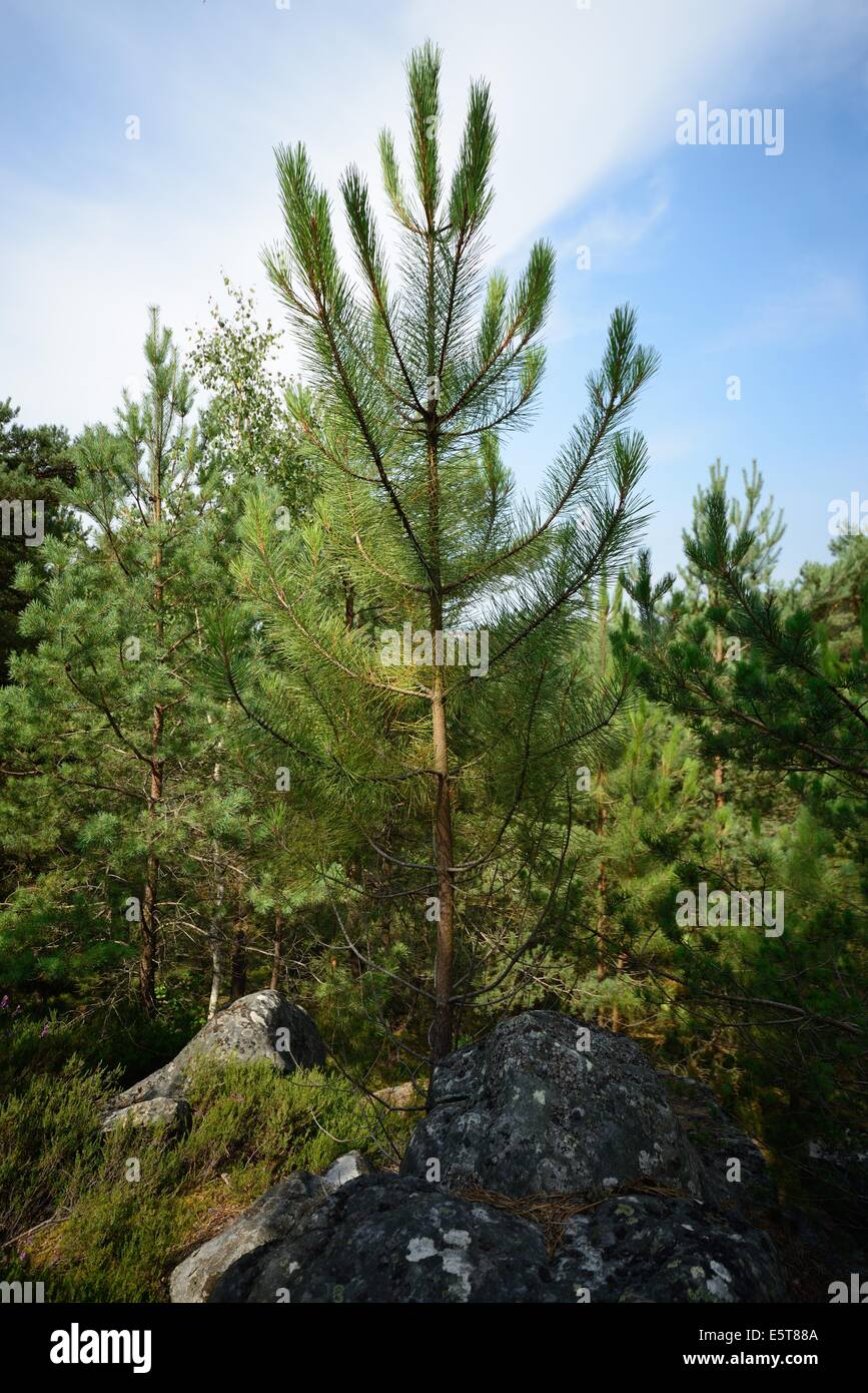 Pine tree growing on a boulder Stock Photo - Alamy