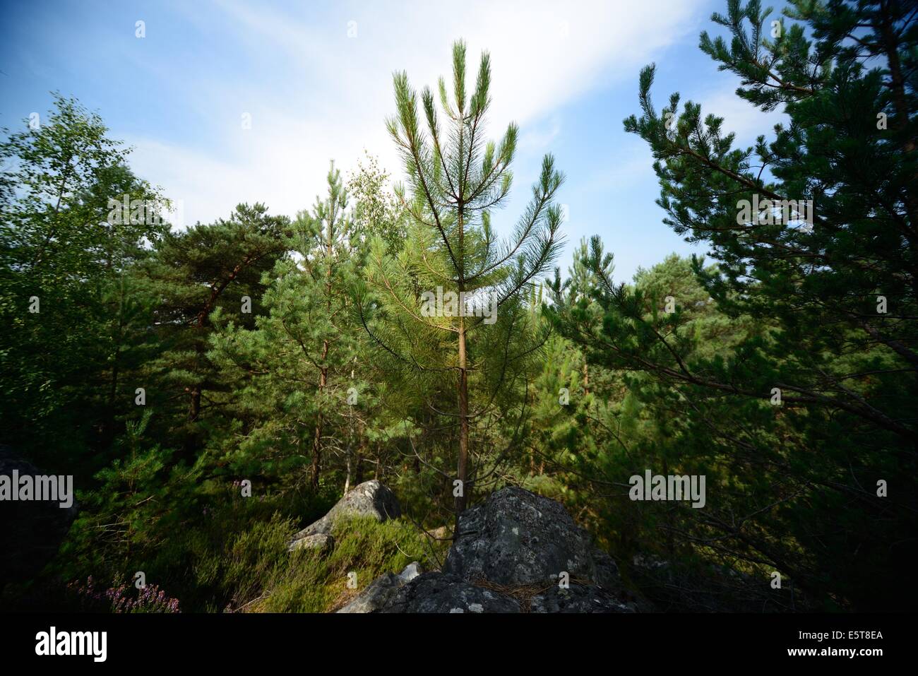 Pine tree growing on a boulder Stock Photo - Alamy