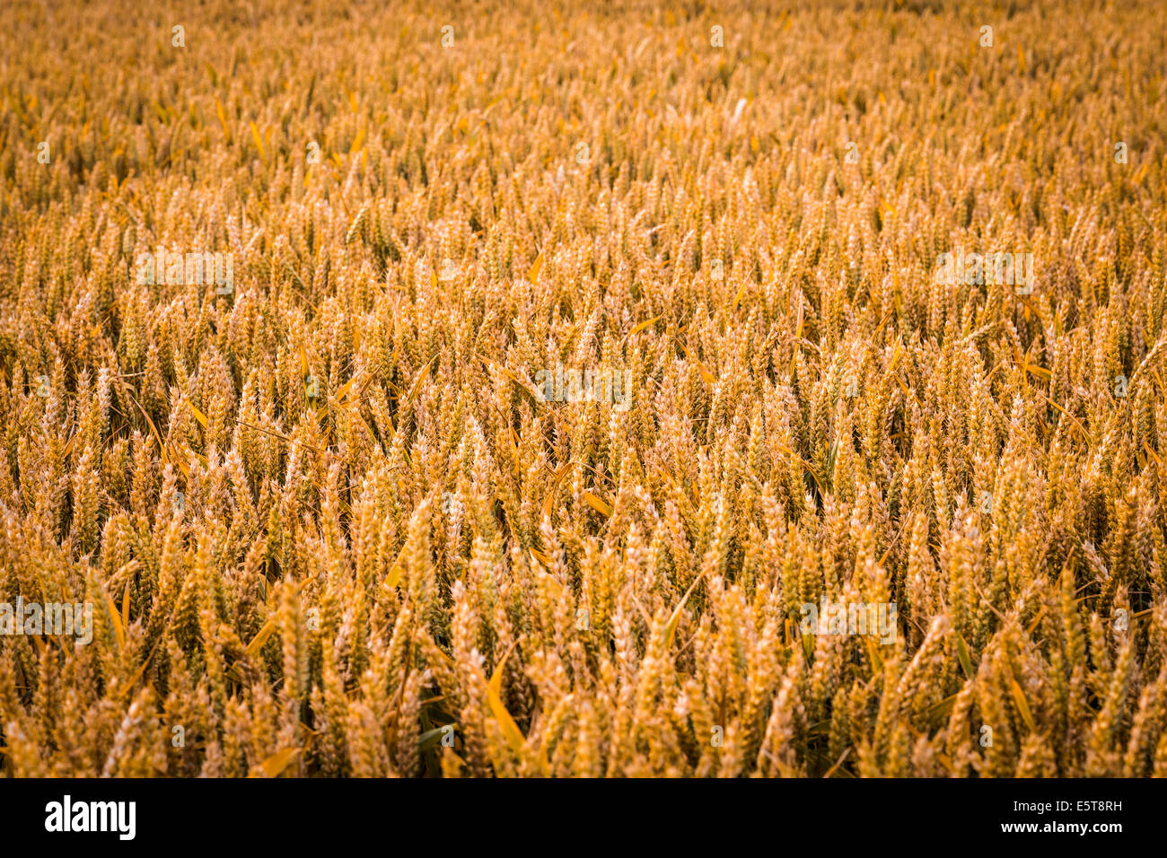 Crop cash hi-res stock photography and images - Alamy