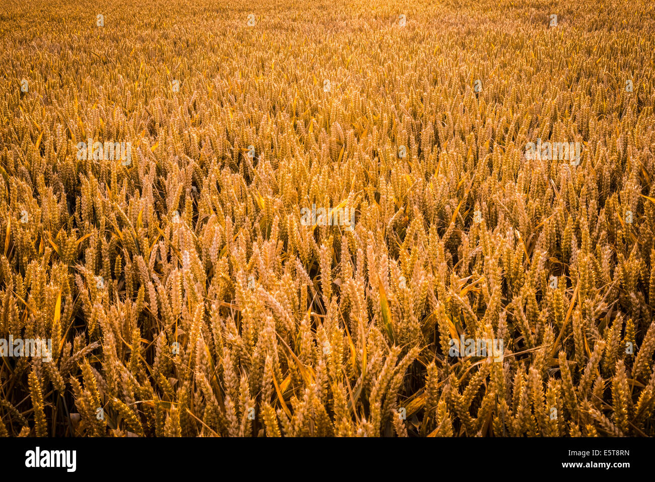 Waves of wheat High Resolution Stock Photography and Images - Alamy