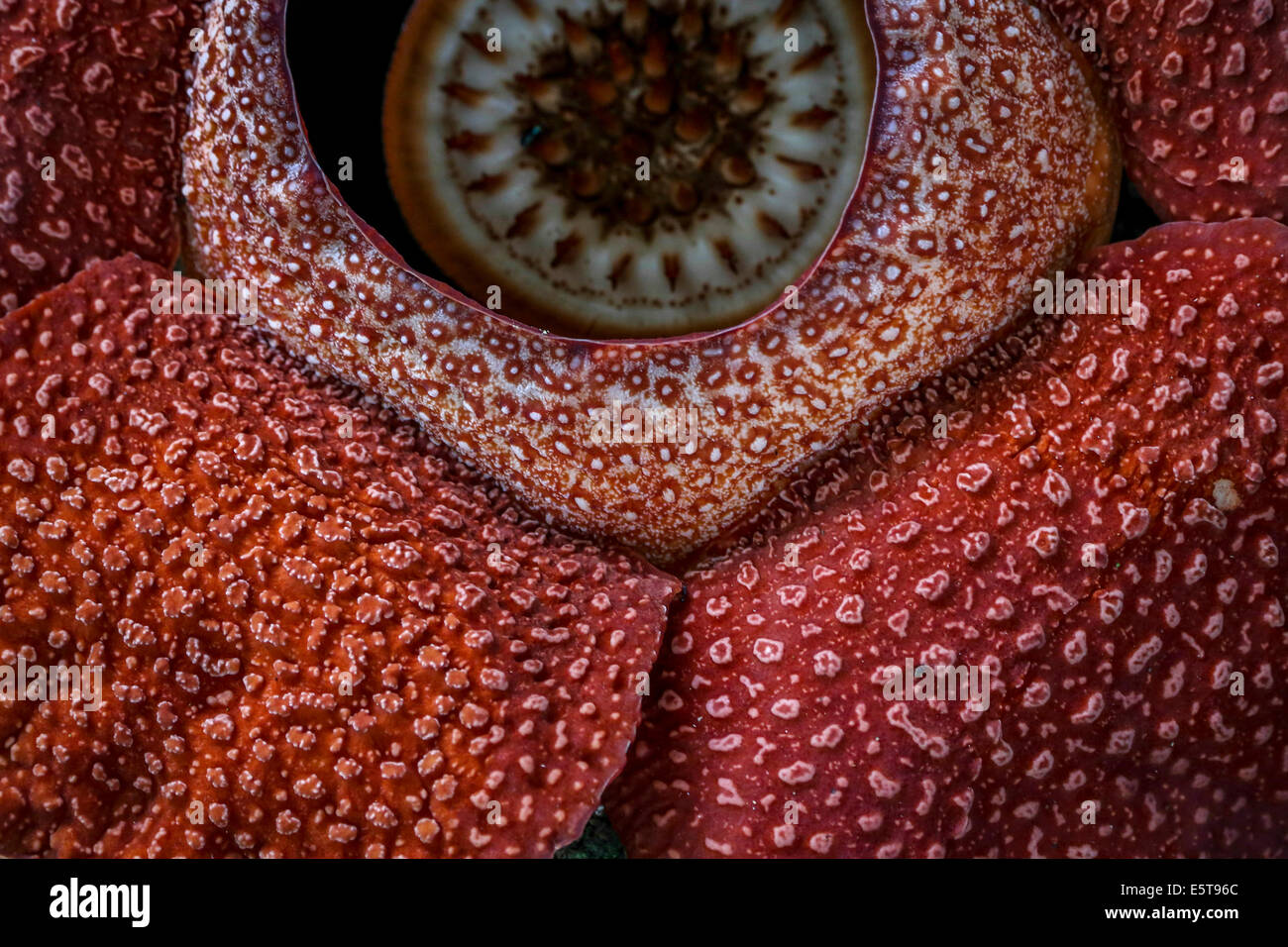 Rafflesia flower in Sabah, Borneo Stock Photo - Alamy