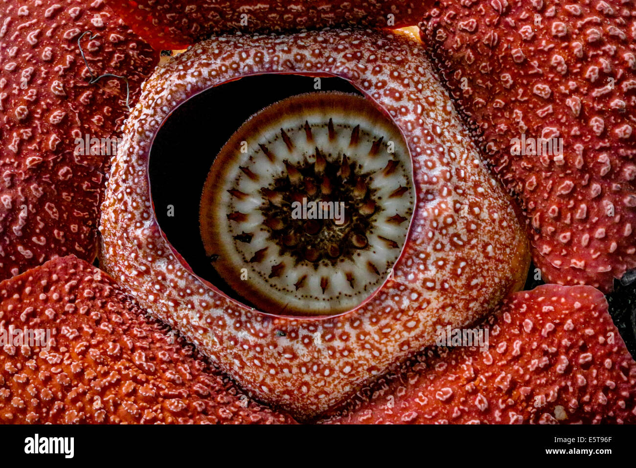 Rafflesia flower in Sabah, Borneo Stock Photo - Alamy