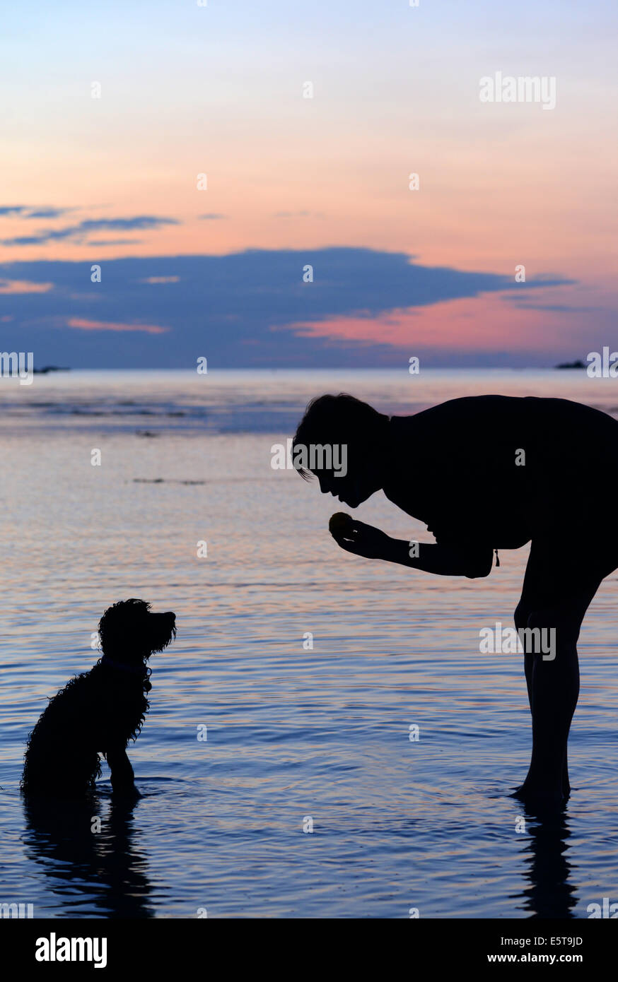 Cockapoo puppy being trained to sit Stock Photo - Alamy