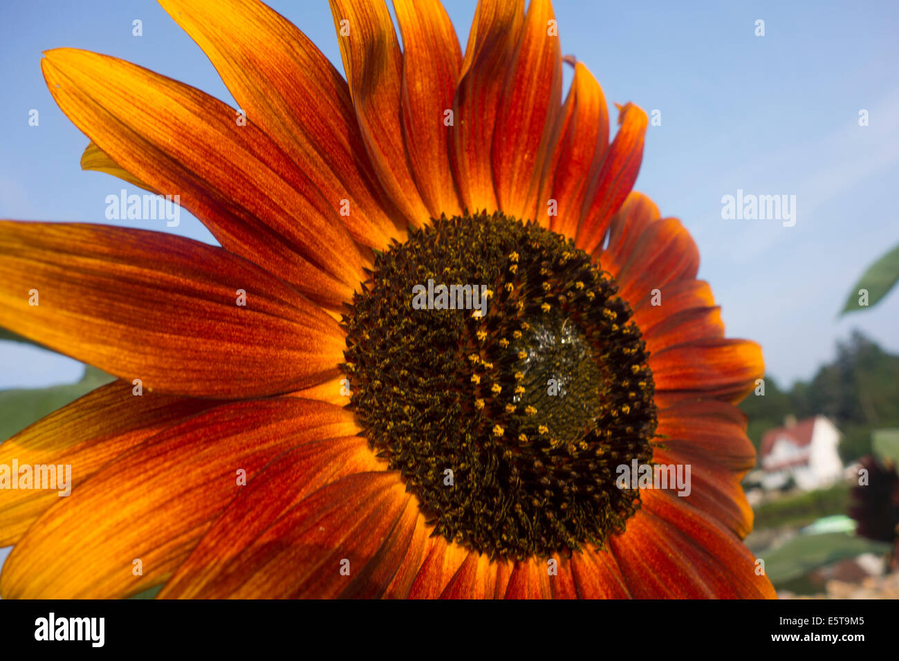 Annual flowers yellow center hi-res stock photography and images - Alamy