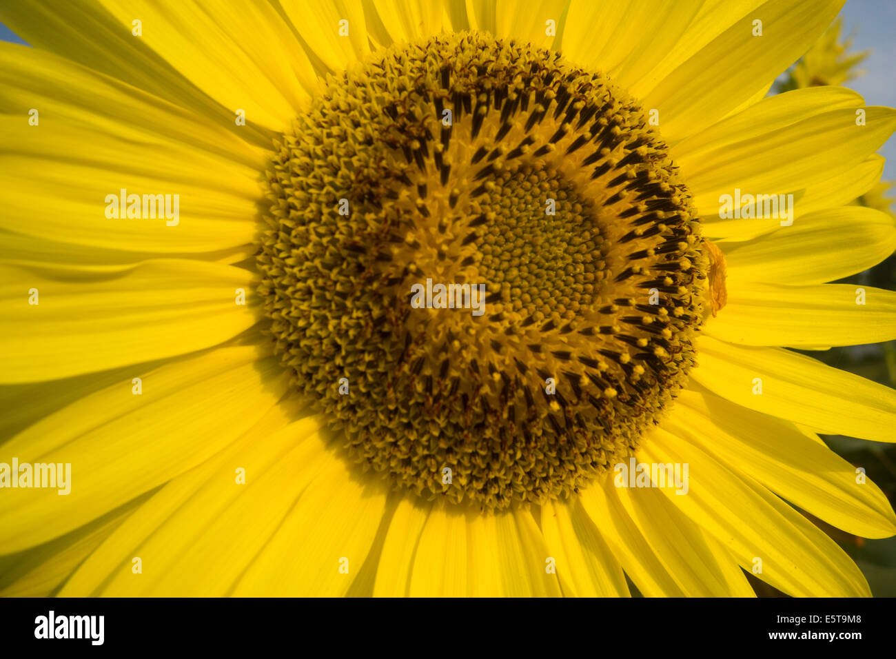 Annual flowers yellow center hi-res stock photography and images - Alamy