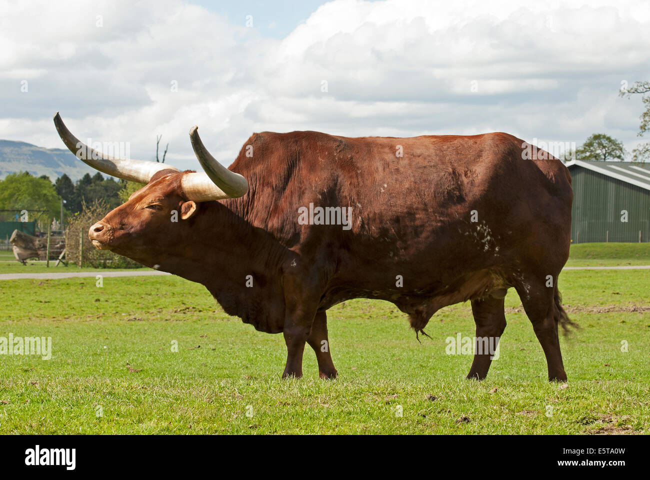 Bull in field Stock Photo - Alamy