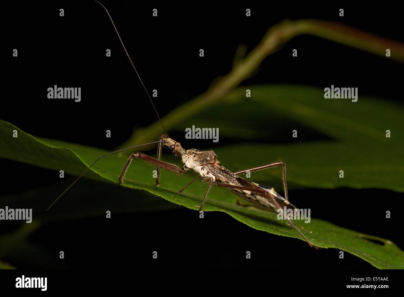Reduviidae, assassin bug. Pang Sida National Park, Thailand Stock Photo ...