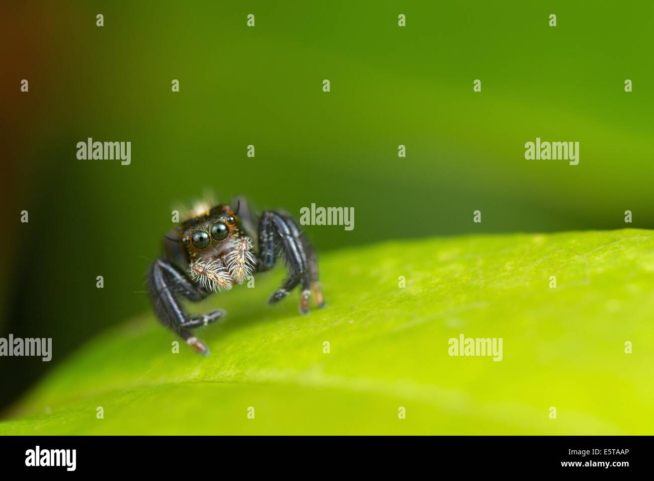 The jumping spider family (Salticidae) contains more than 500 described ...