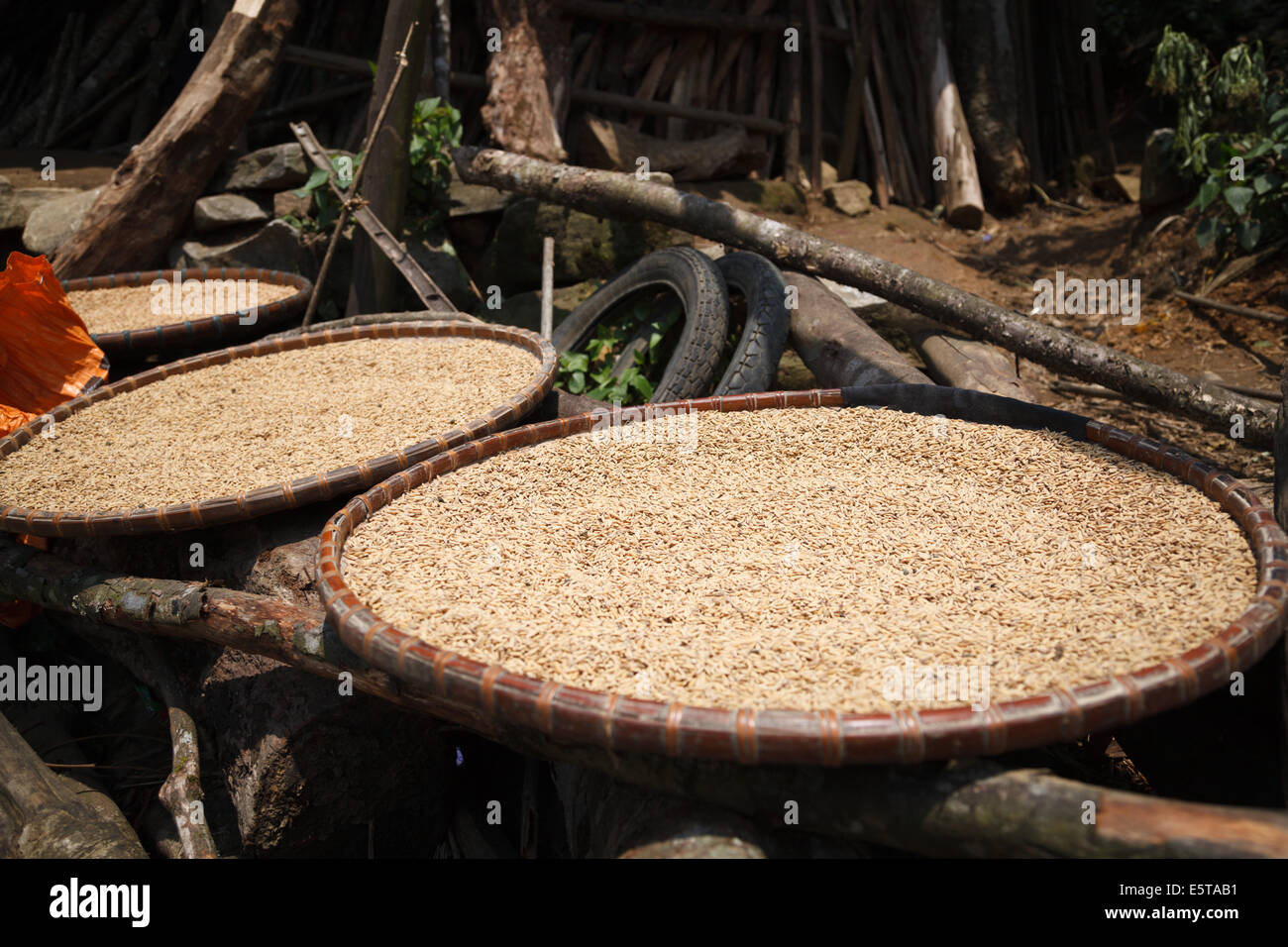 Rice grains drying in the sun in a Hmong village outside Sa Pa in ...