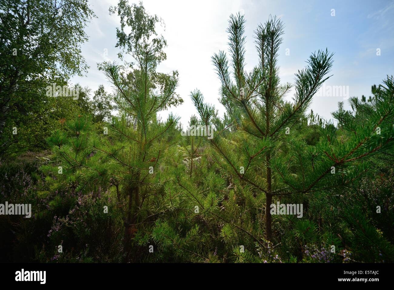 Two pine hi-res stock photography and images - Alamy