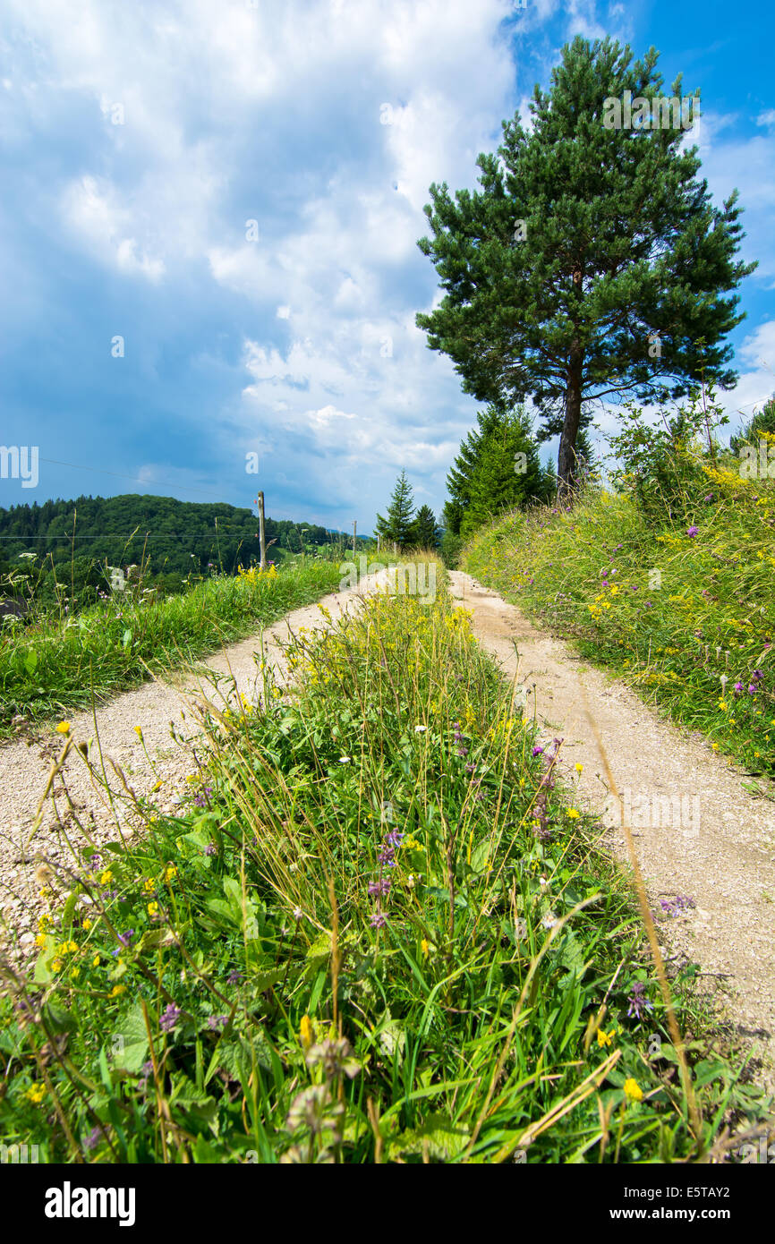 Overgrown Hiking Trail On Hill With Tree Stock Photo - Alamy
