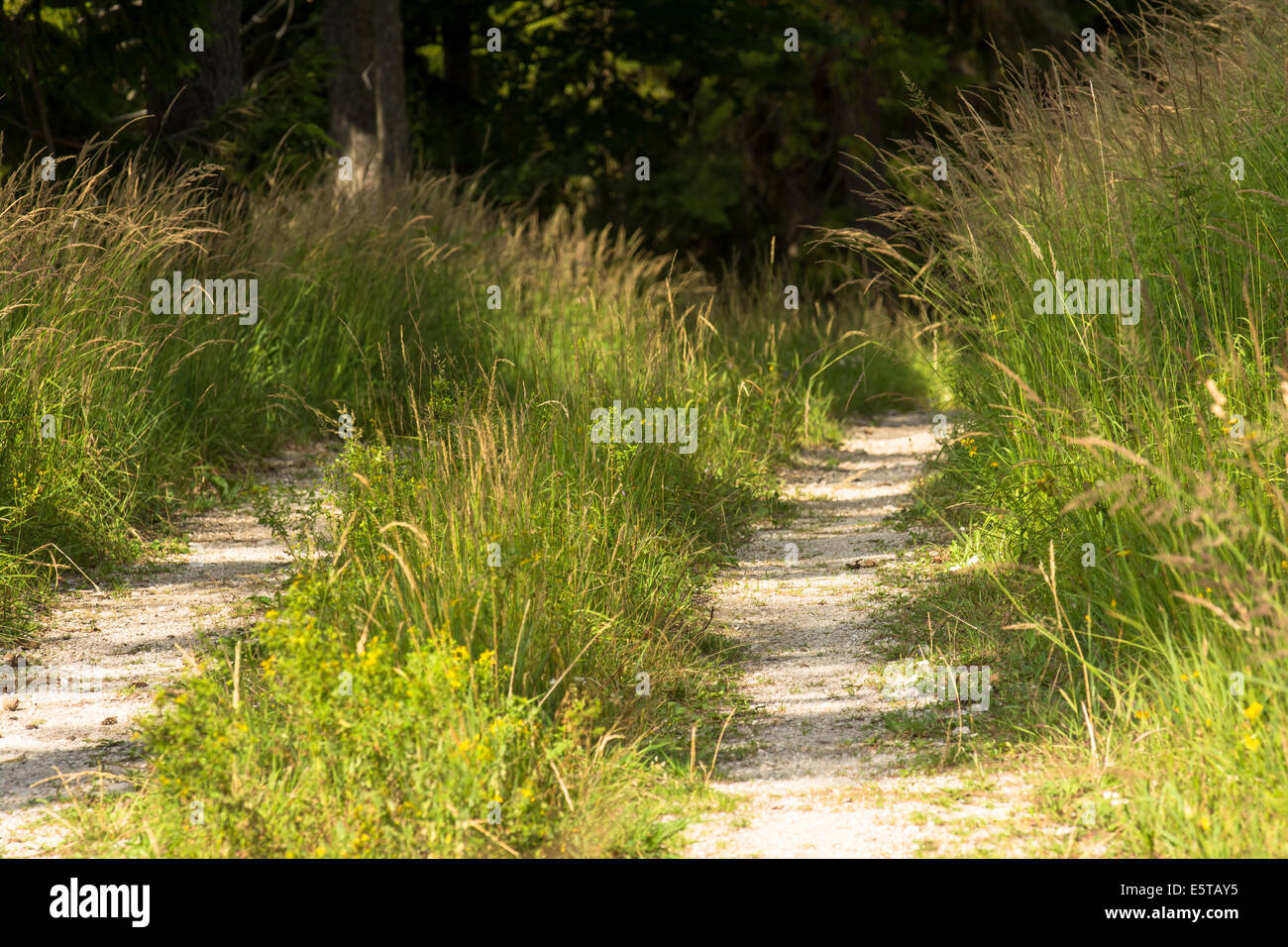 Overgrown Country Road And Hiking Trail Stock Photo - Alamy