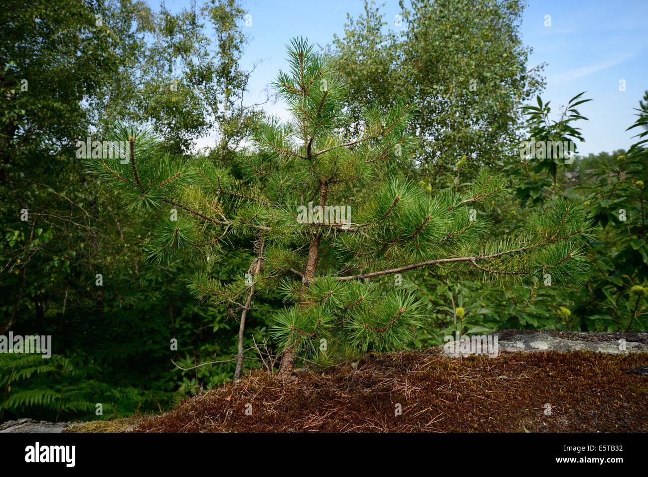 Boulder with tree growing hi-res stock photography and images - Alamy