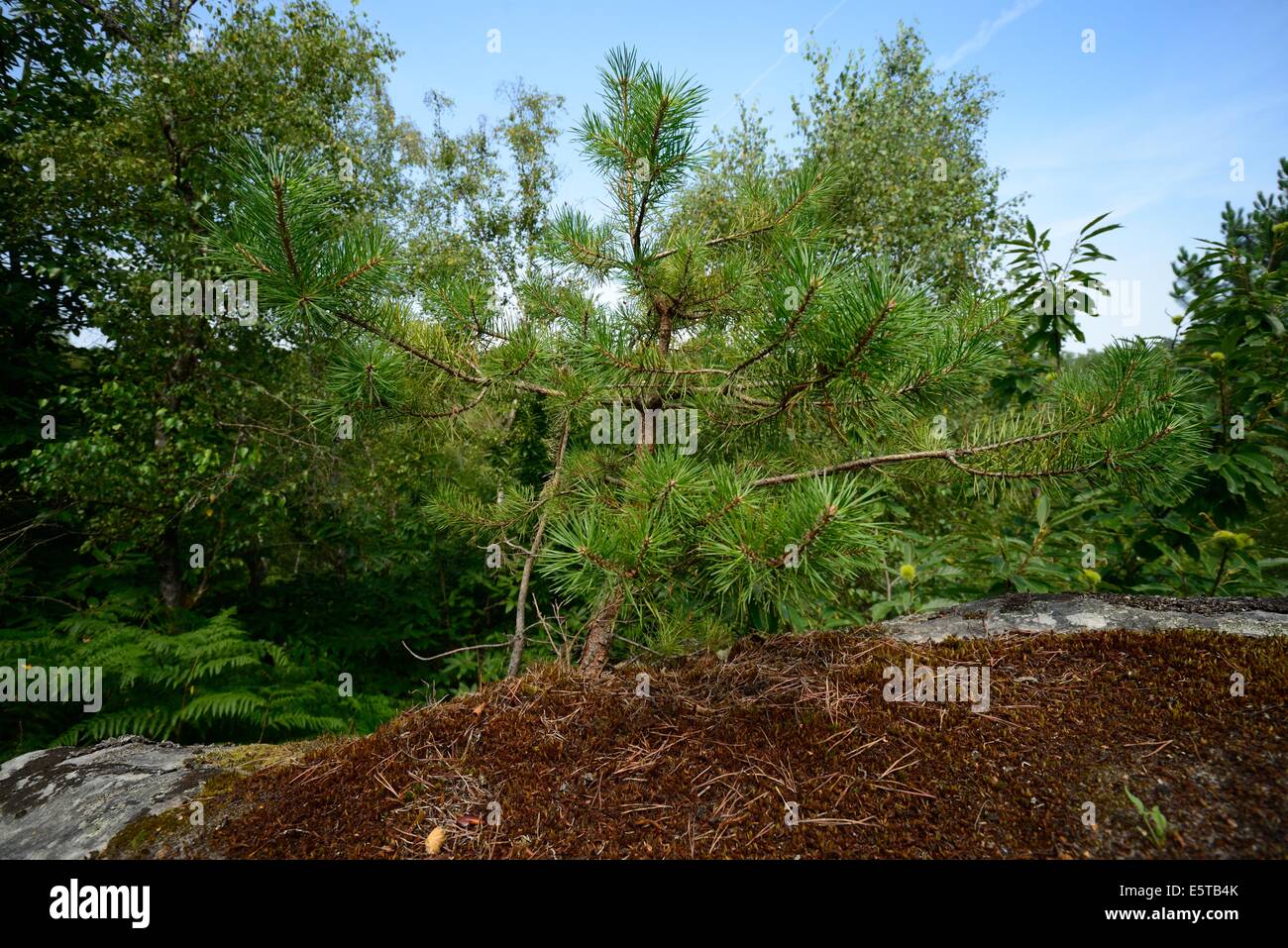 Pine tree growing on a boulder in the Forest of Fontainebleau Stock ...