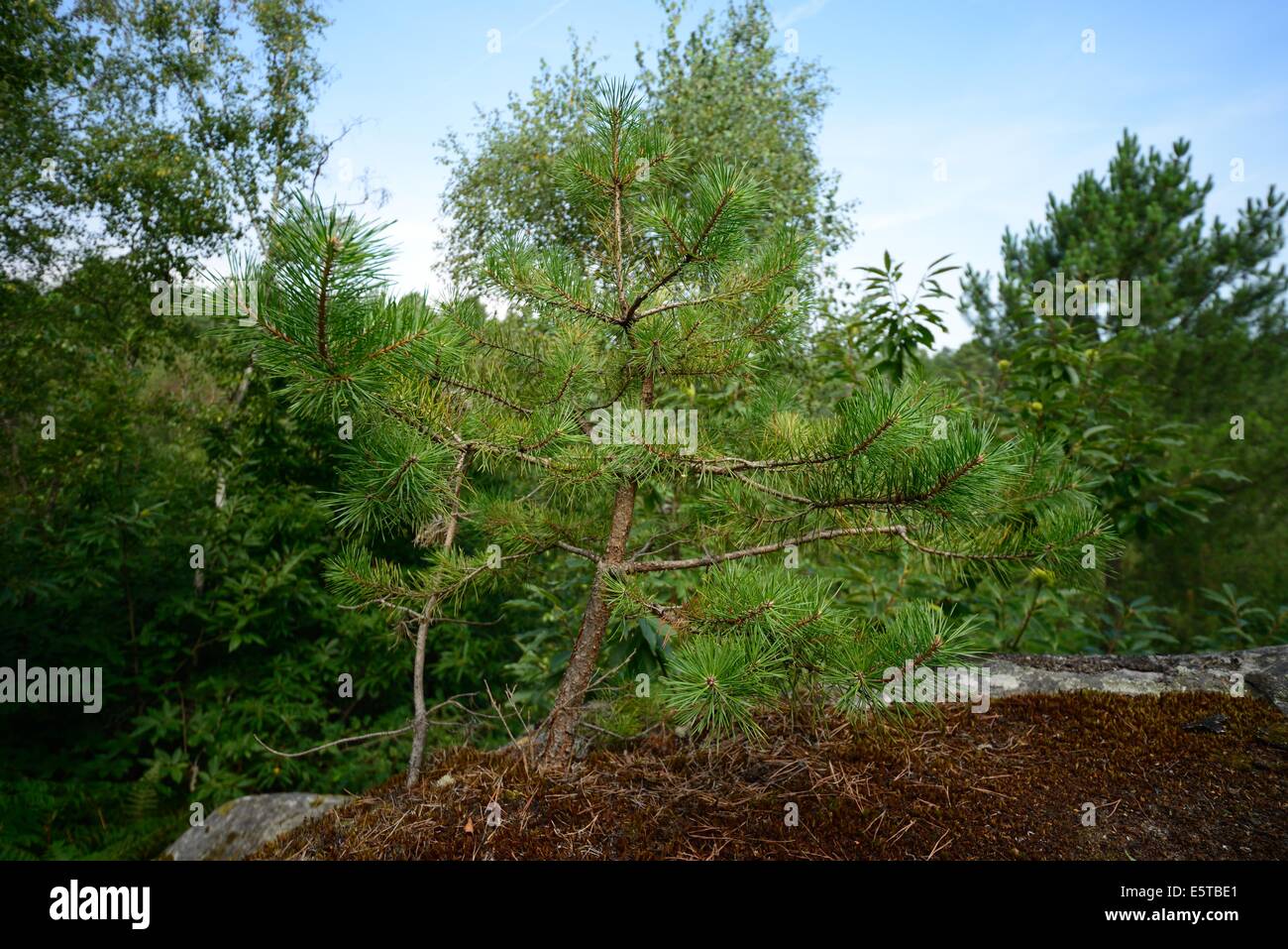Tree and boulder hi-res stock photography and images - Alamy