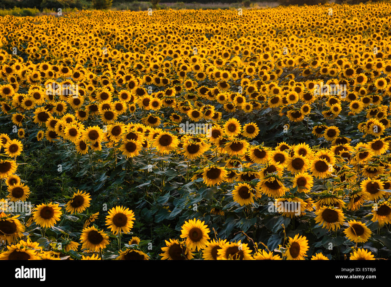 Large sunflowers hi-res stock photography and images - Alamy
