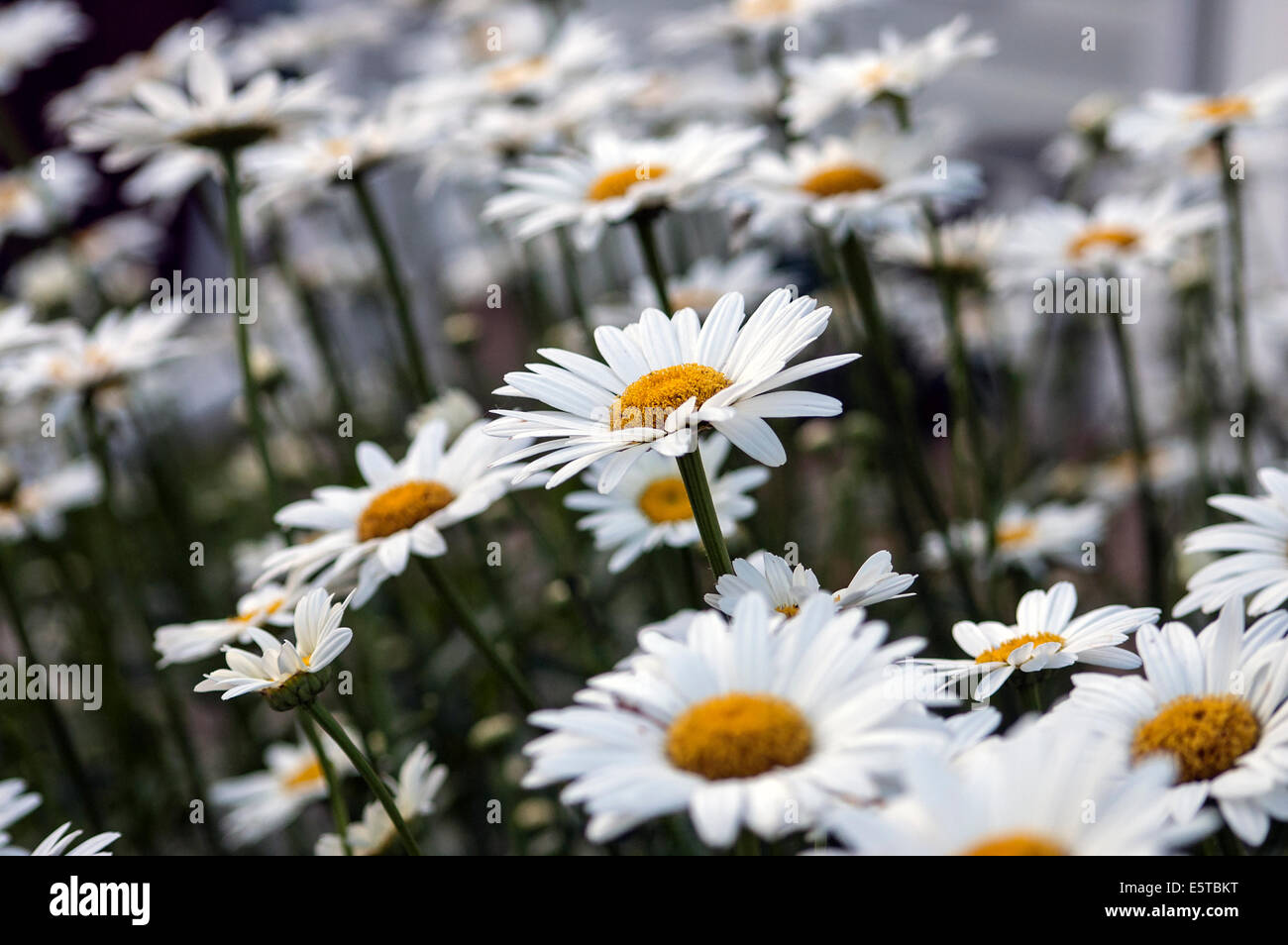 Daisies outside hi-res stock photography and images - Alamy