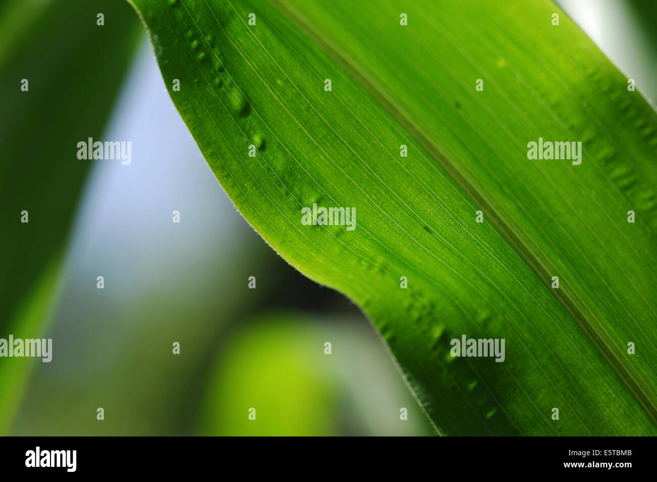 Corn plant hi-res stock photography and images - Alamy