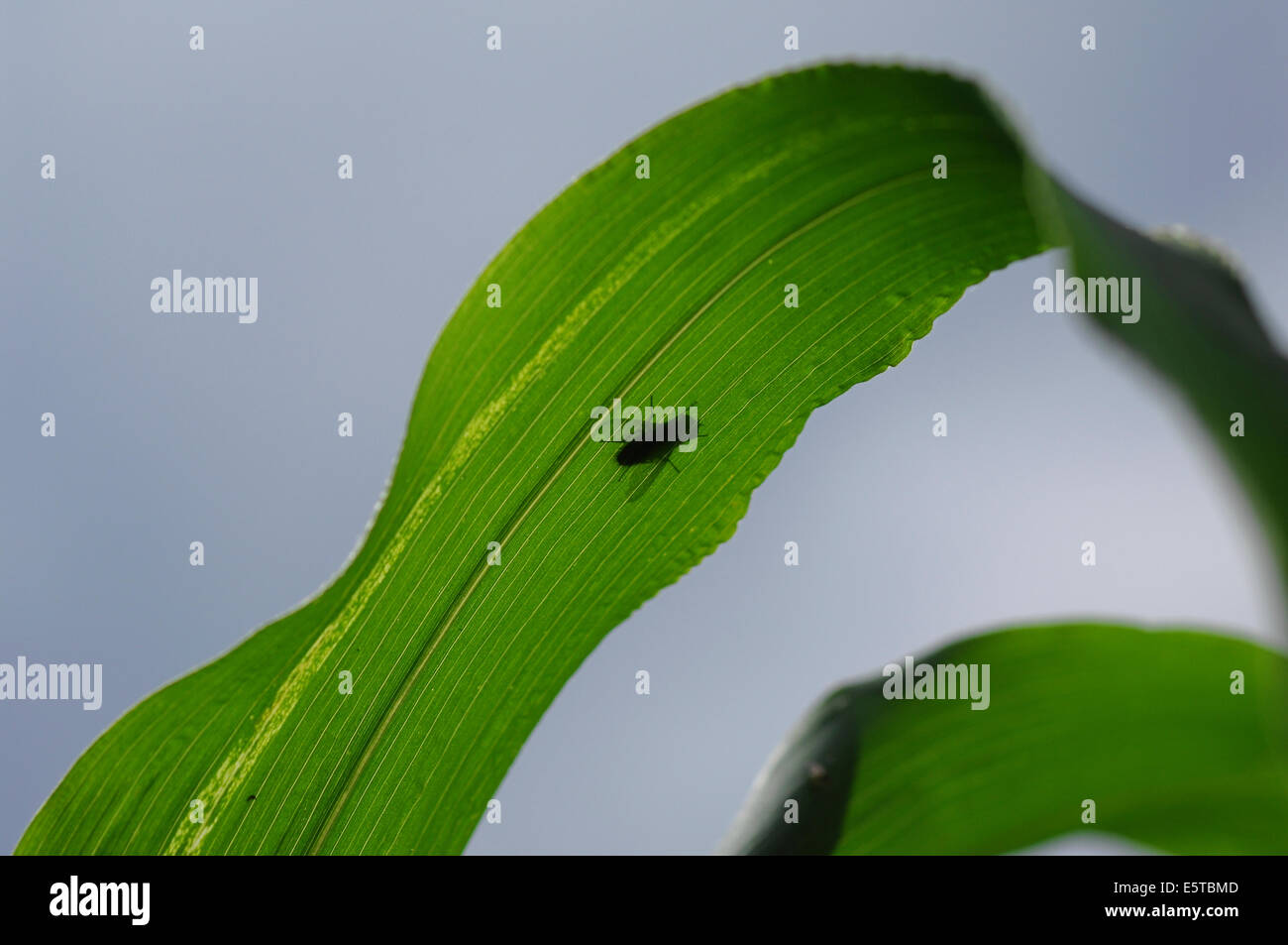 Corn plant hi-res stock photography and images - Alamy