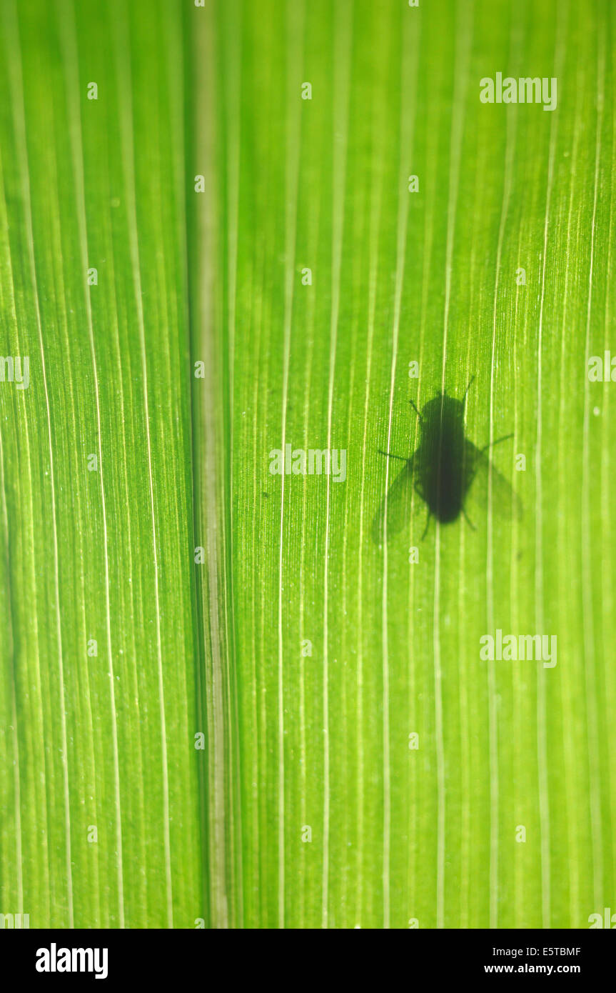 silhouette of fly on corn plant leaf Stock Photo - Alamy