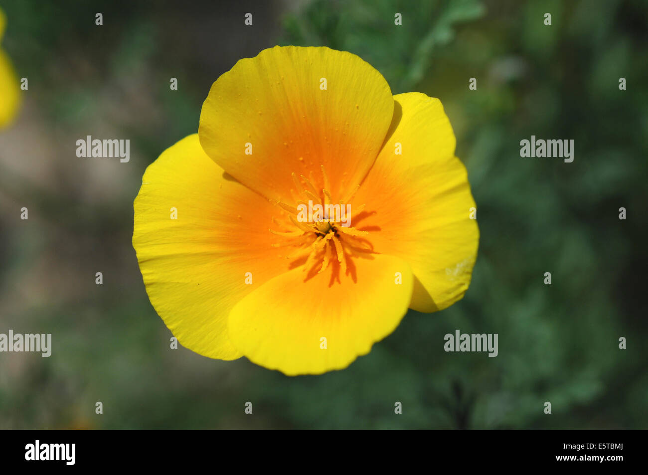 Californian golden poppy hi-res stock photography and images - Alamy