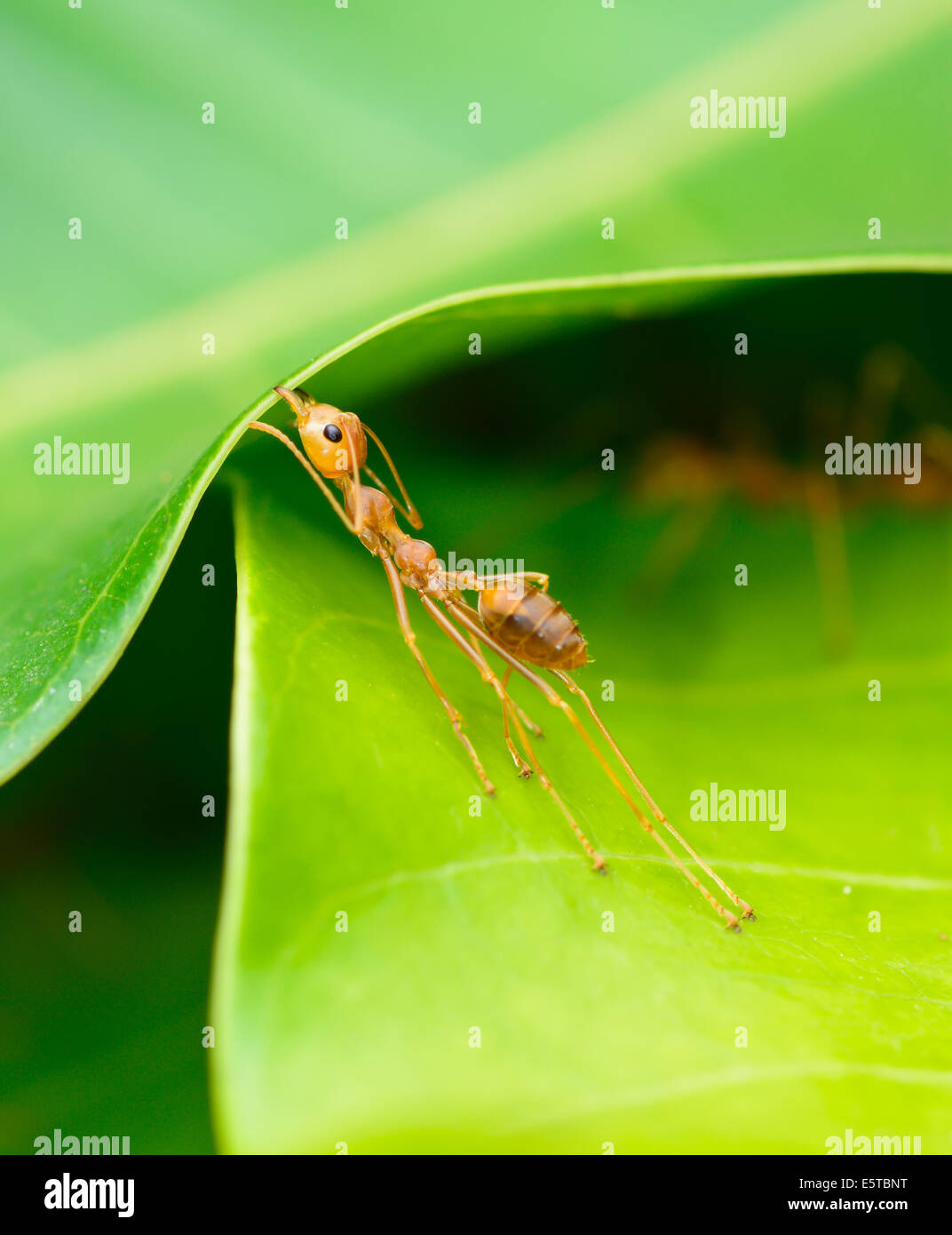 macro side view of red ant is buliding nest by use leaf ; selective ...
