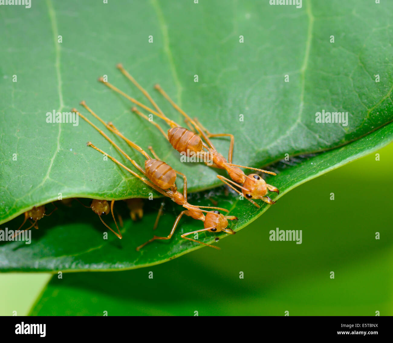 macro top view of red ants are buliding nest by use leaf ; selective ...