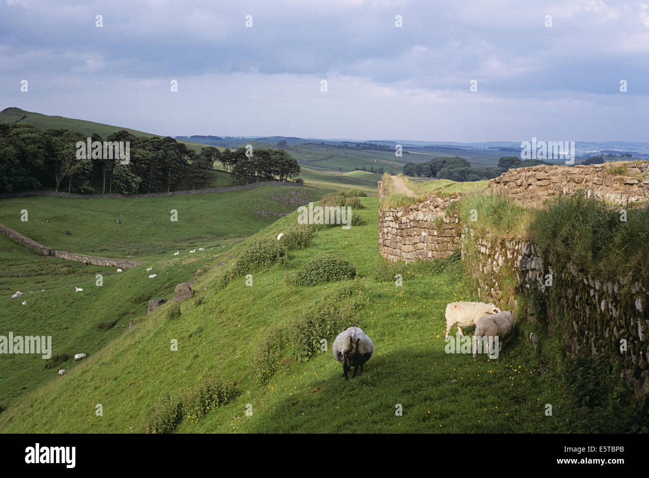 Hadrian's wall and the Knag Burn Gateway, Housesteads, Northumberland ...