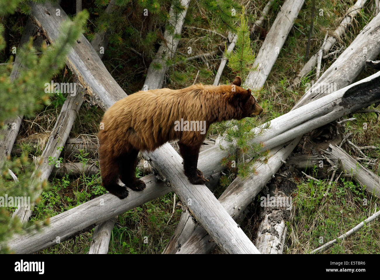 A grizzly bear sniffs the air during a hunt for food in Yellowstone ...