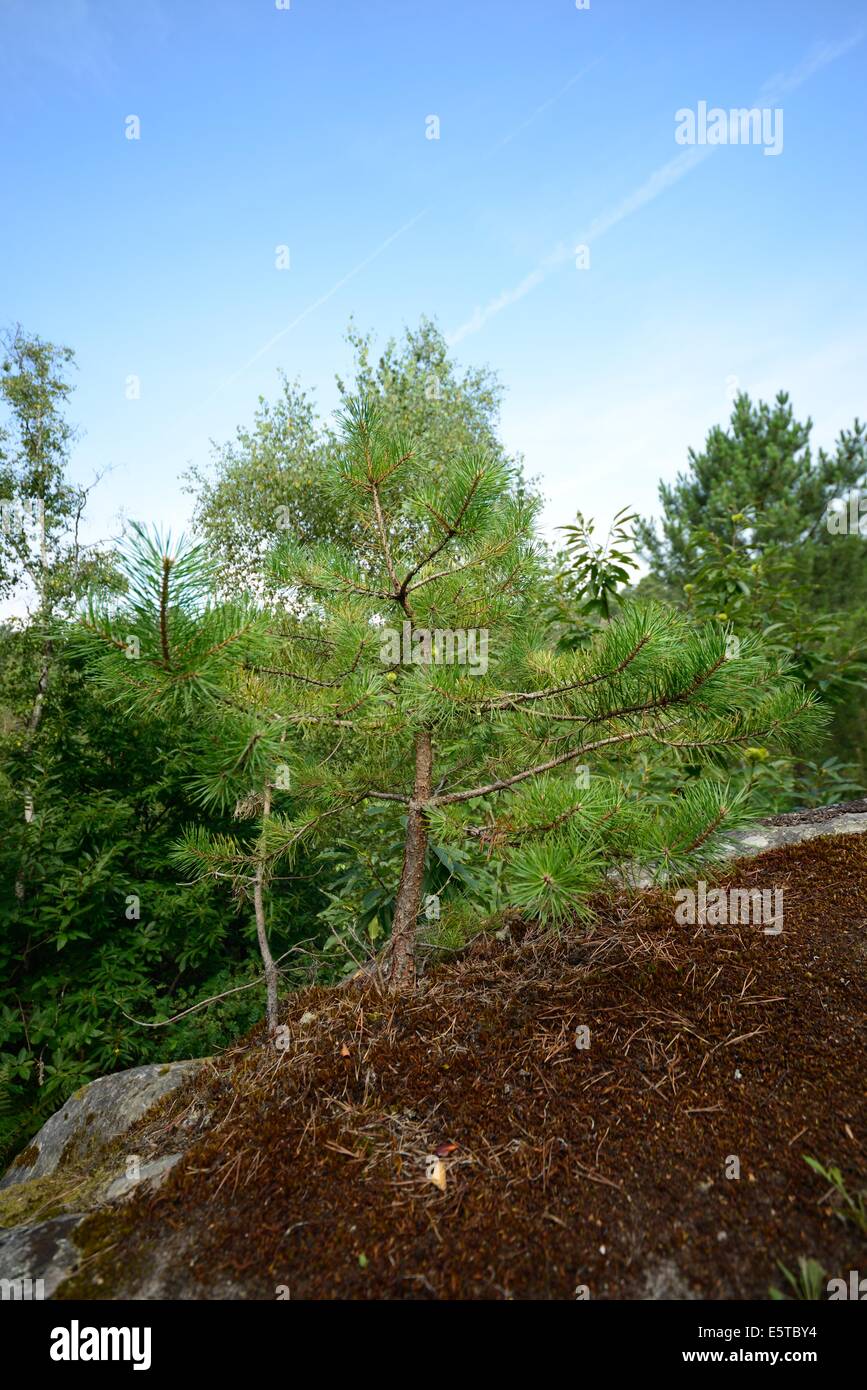 Pine tree growing on a boulder in the Forest of Fontainebleau Stock ...
