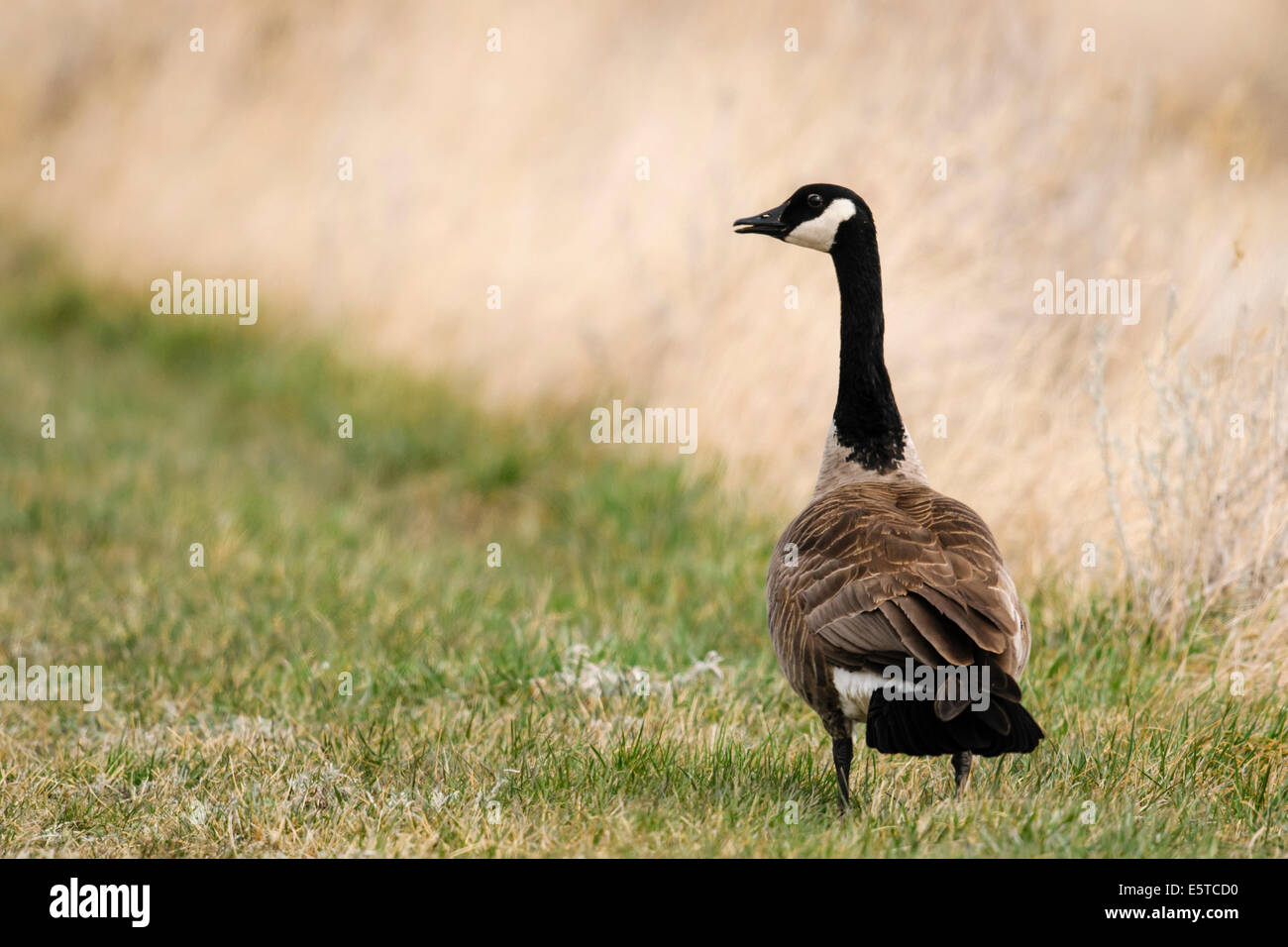 Canadian Geese in the prairies in springtime Stock Photo - Alamy
