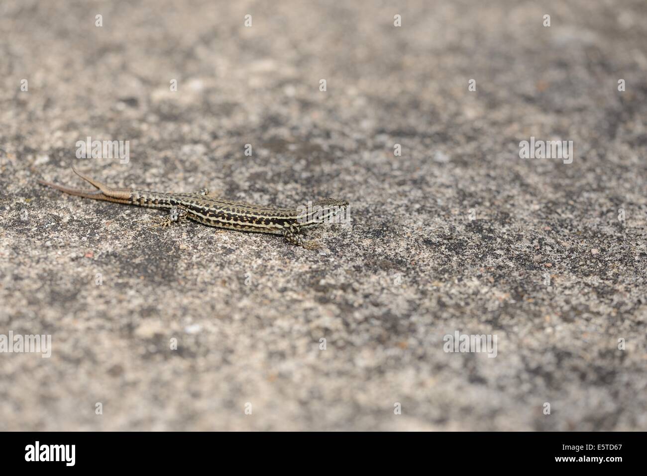 Lizard in the garden Stock Photo - Alamy