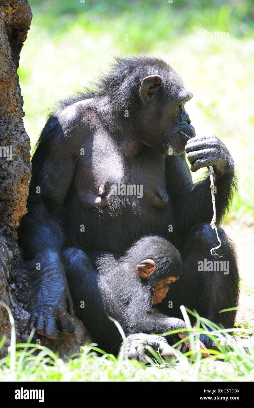 Chimpanzee mom and baby (they are tasting honey taken from a man-made ...