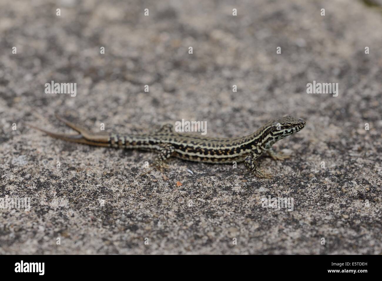 Lizard in the garden Stock Photo - Alamy