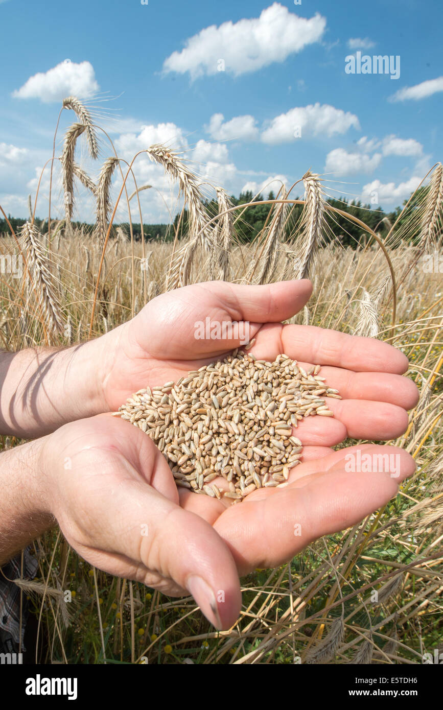 Amberg, Germany. 23rd July, 2014. Organic farmer Andreas Walz stands in ...