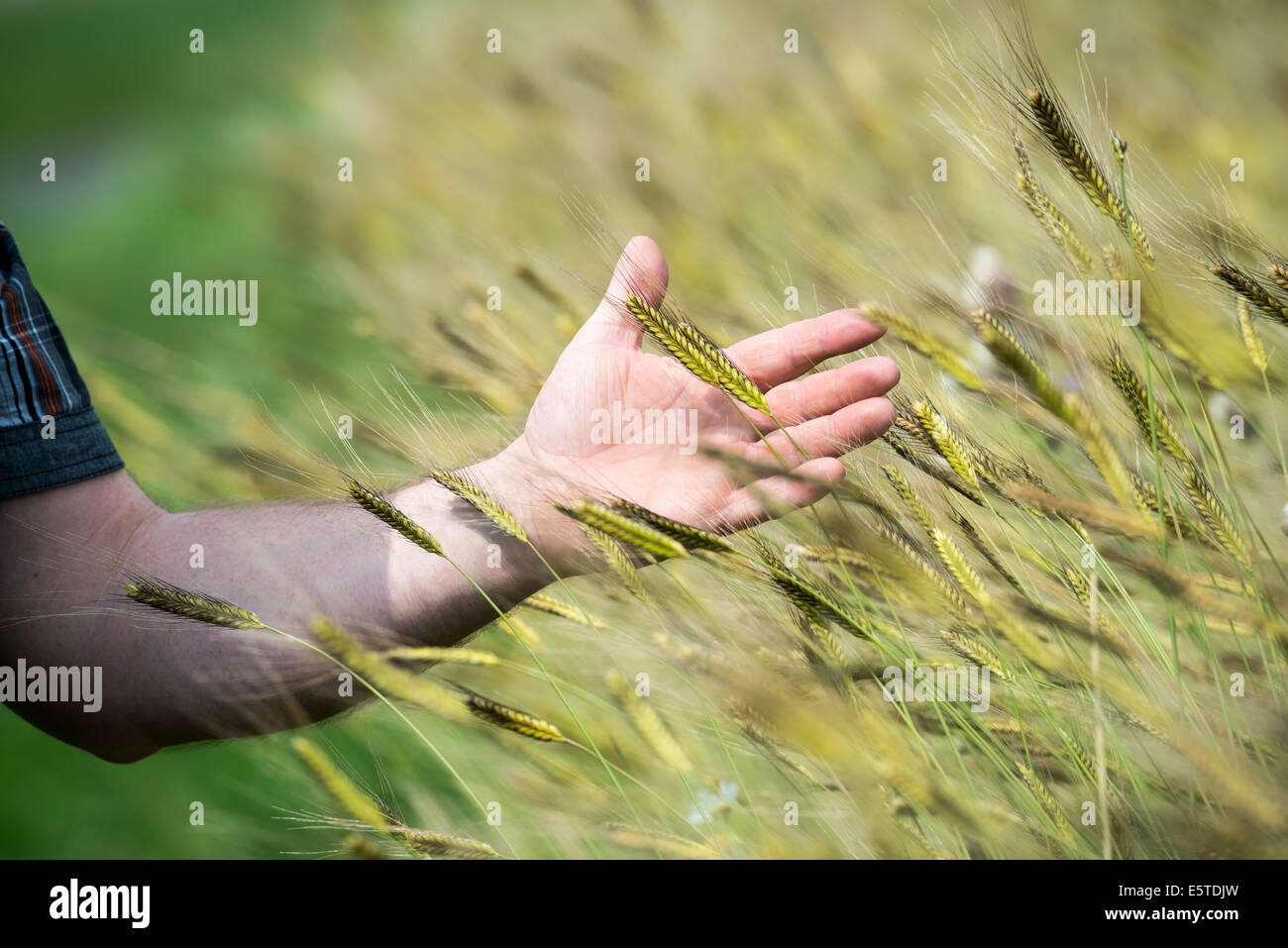 Amberg, Germany. 23rd July, 2014. Organic farmer Andreas Walz stands in ...